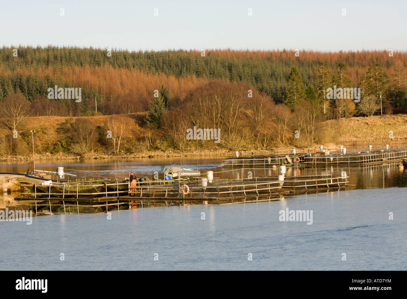 Freshwater fish stock hi-res stock photography and images - Alamy