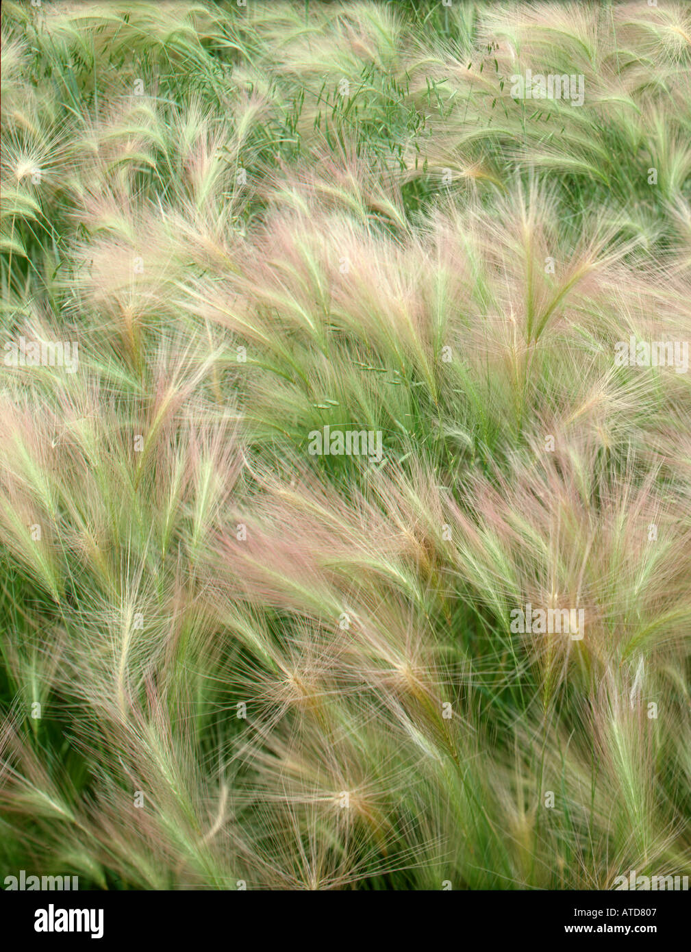 Fox Tail Barley Stock Photo - Alamy