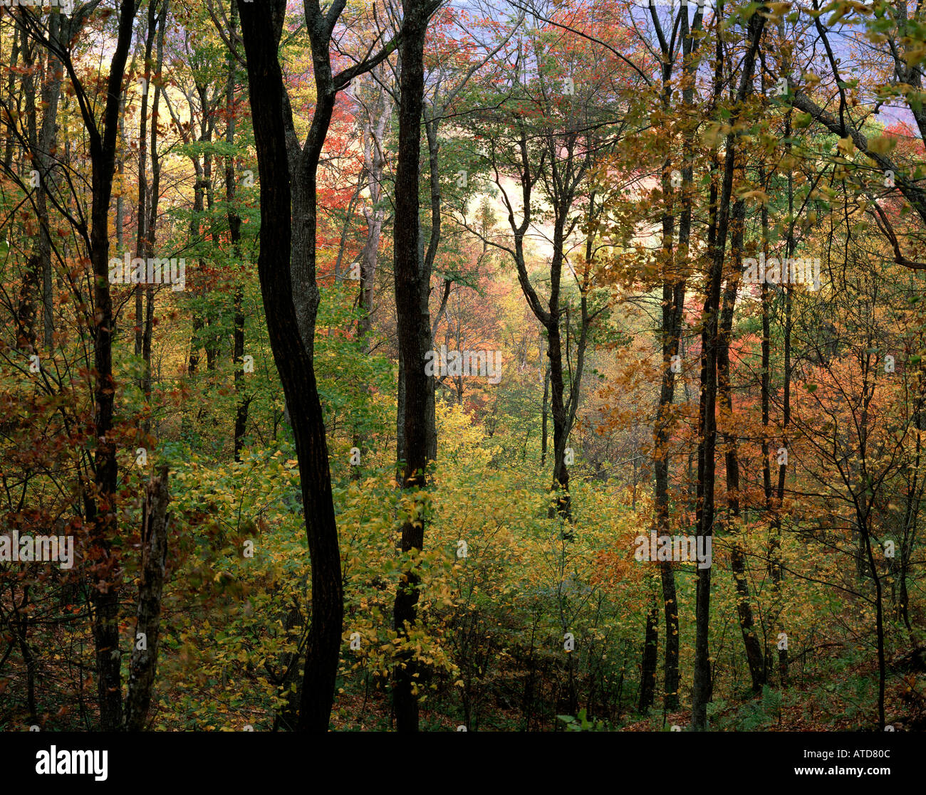 Cherokee National Forest Tennessee in early fall Stock Photo - Alamy