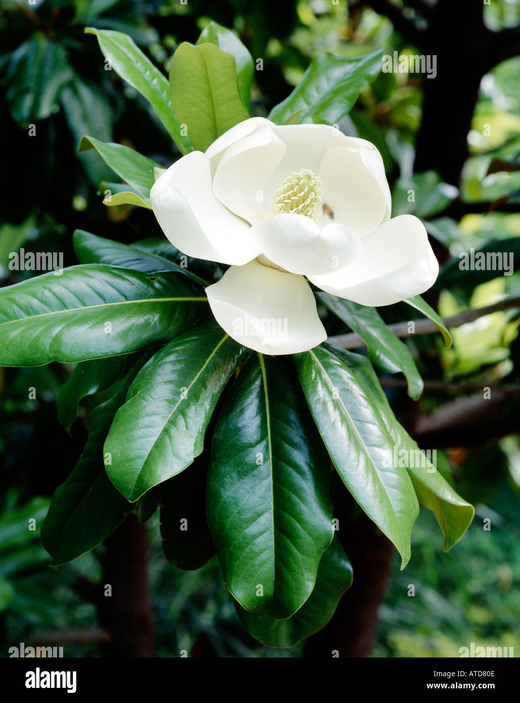 Southern Magnolia In Bloom