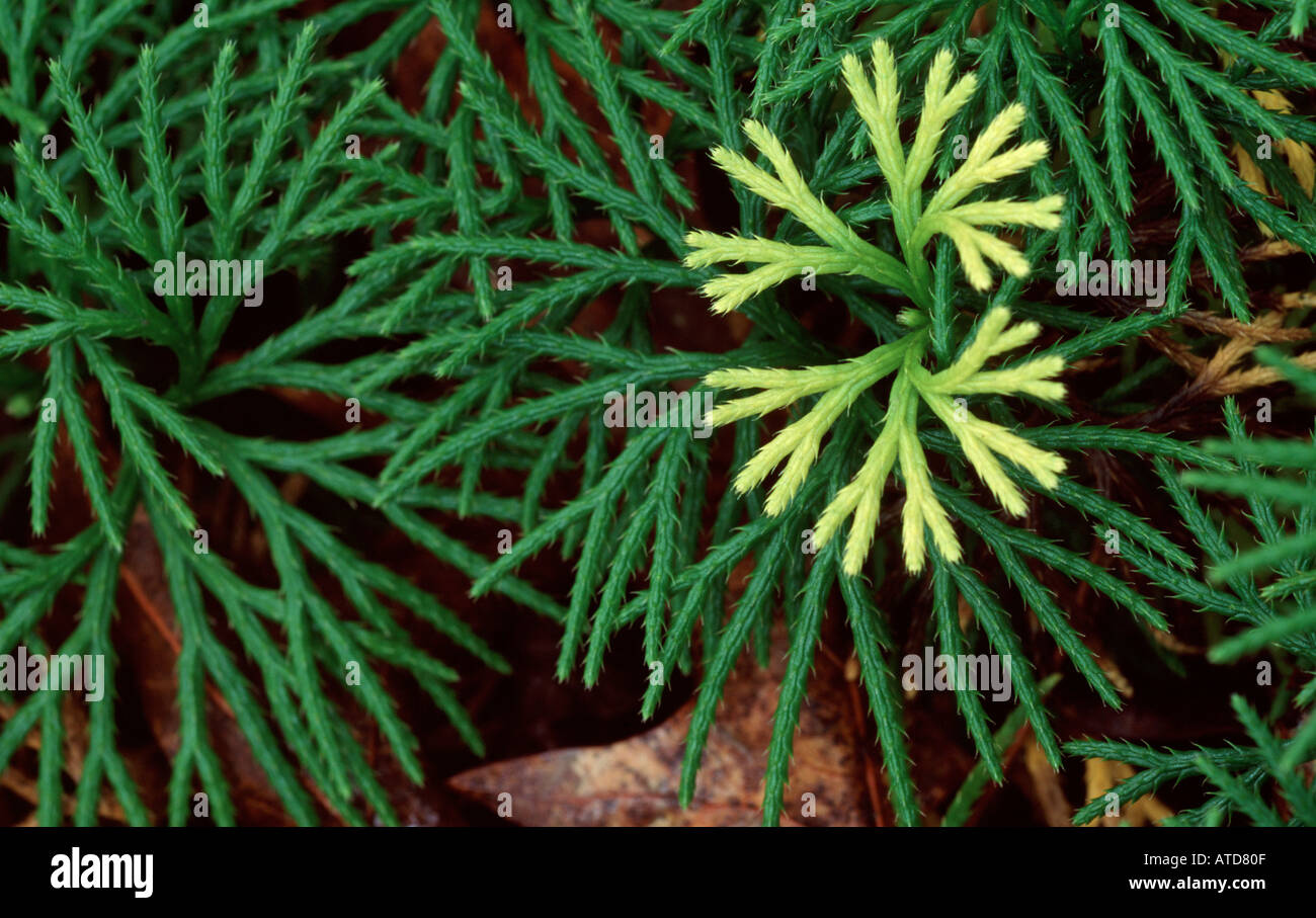 Turkey Brush also known as Running Cedar blankets the forest floor Stock Photo - Alamy