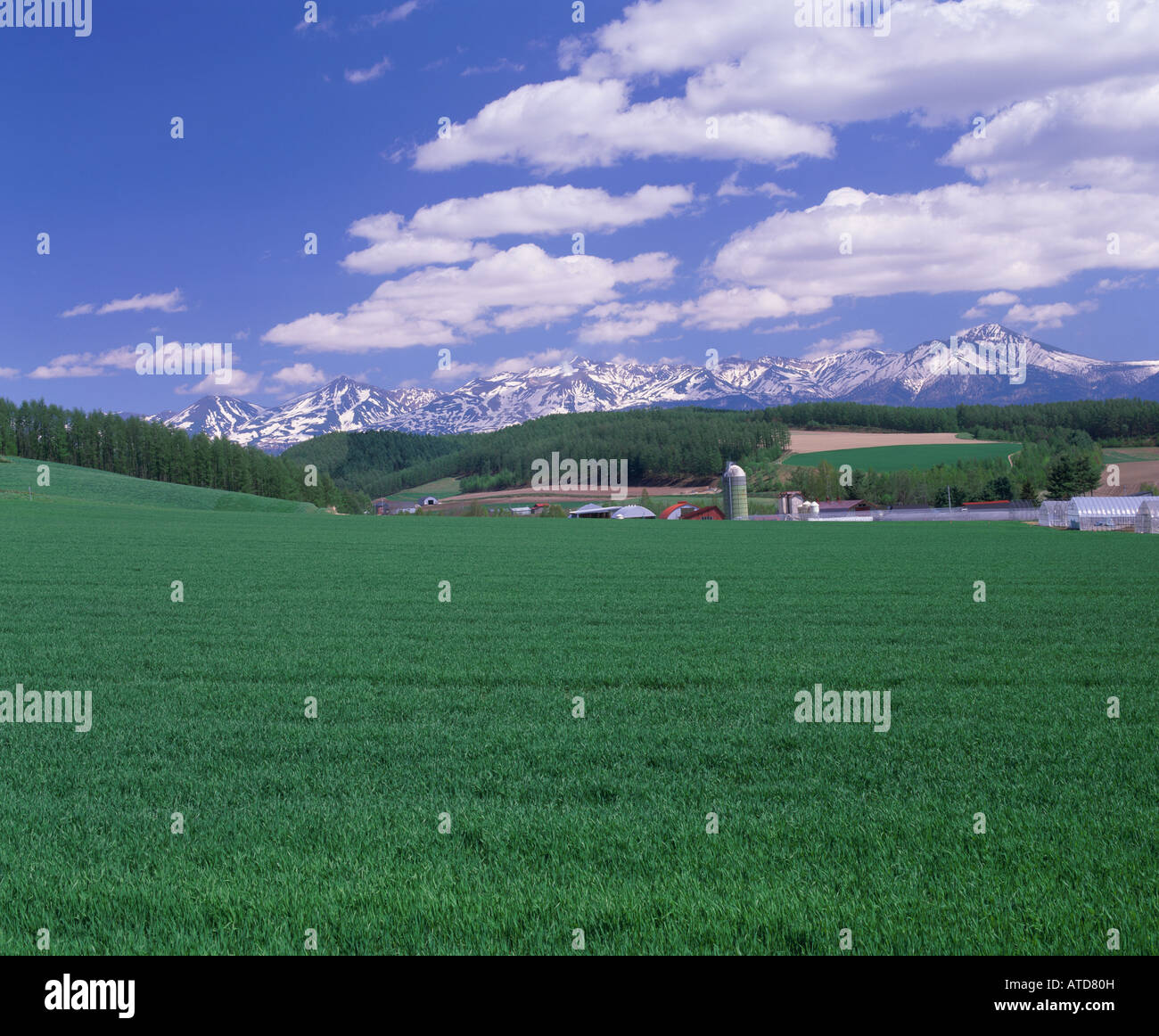 Wheat field, Hokkaido, Japan Stock Photo - Alamy