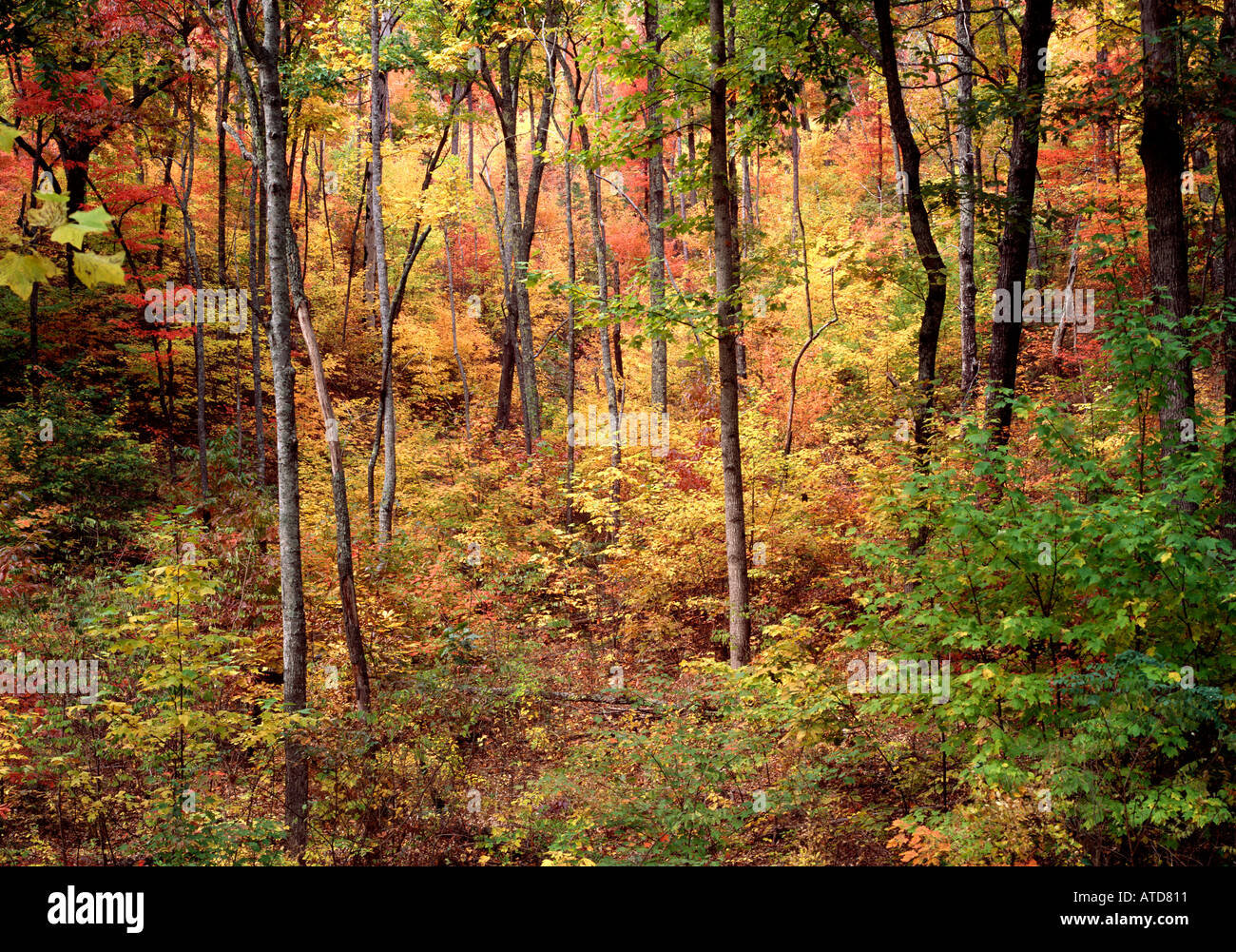 View of fall foliage in a dense mixed hardwood forest in Cherokee ...