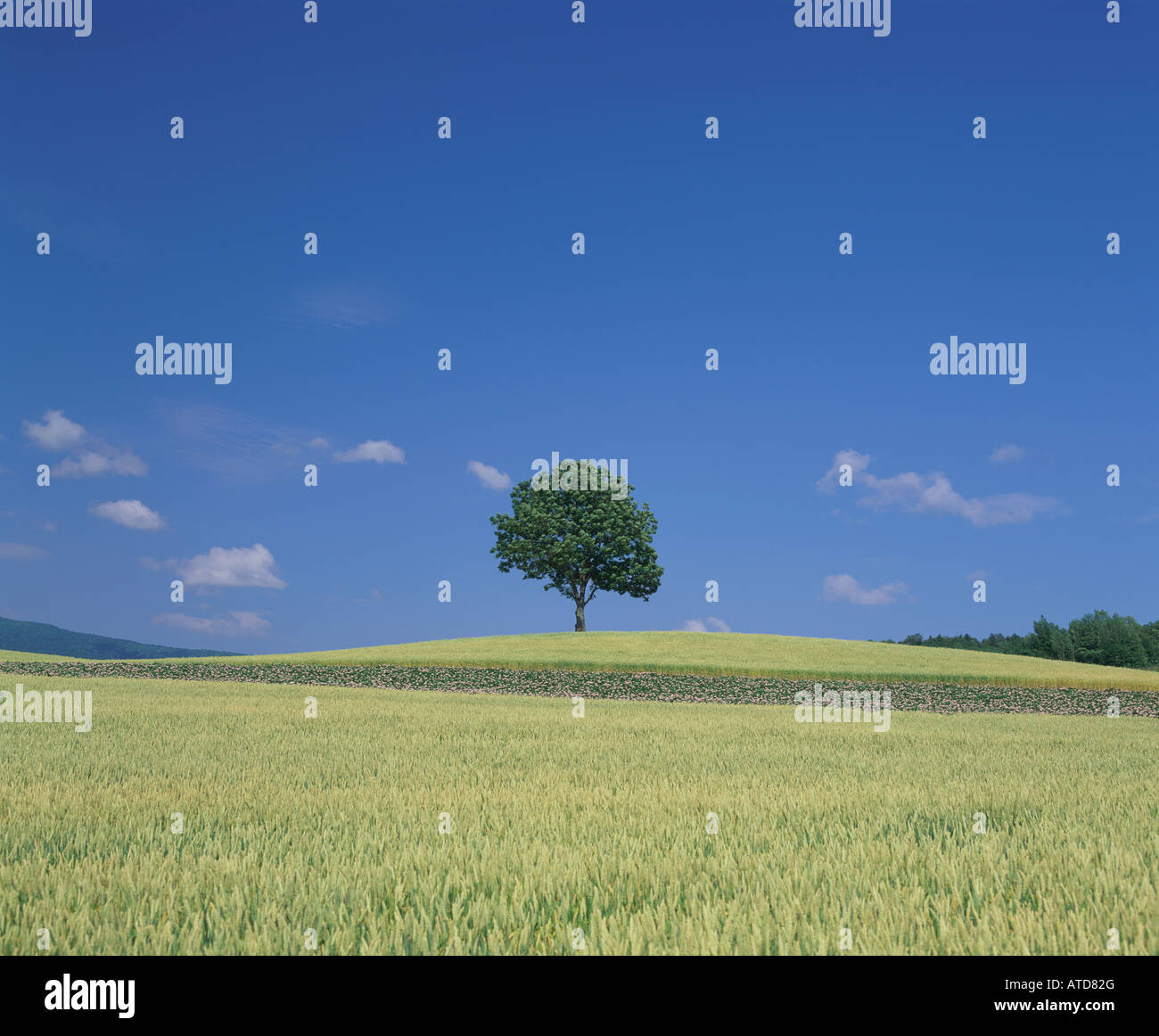 Single tree in wheat field, Hokkaido, Japan Stock Photo - Alamy