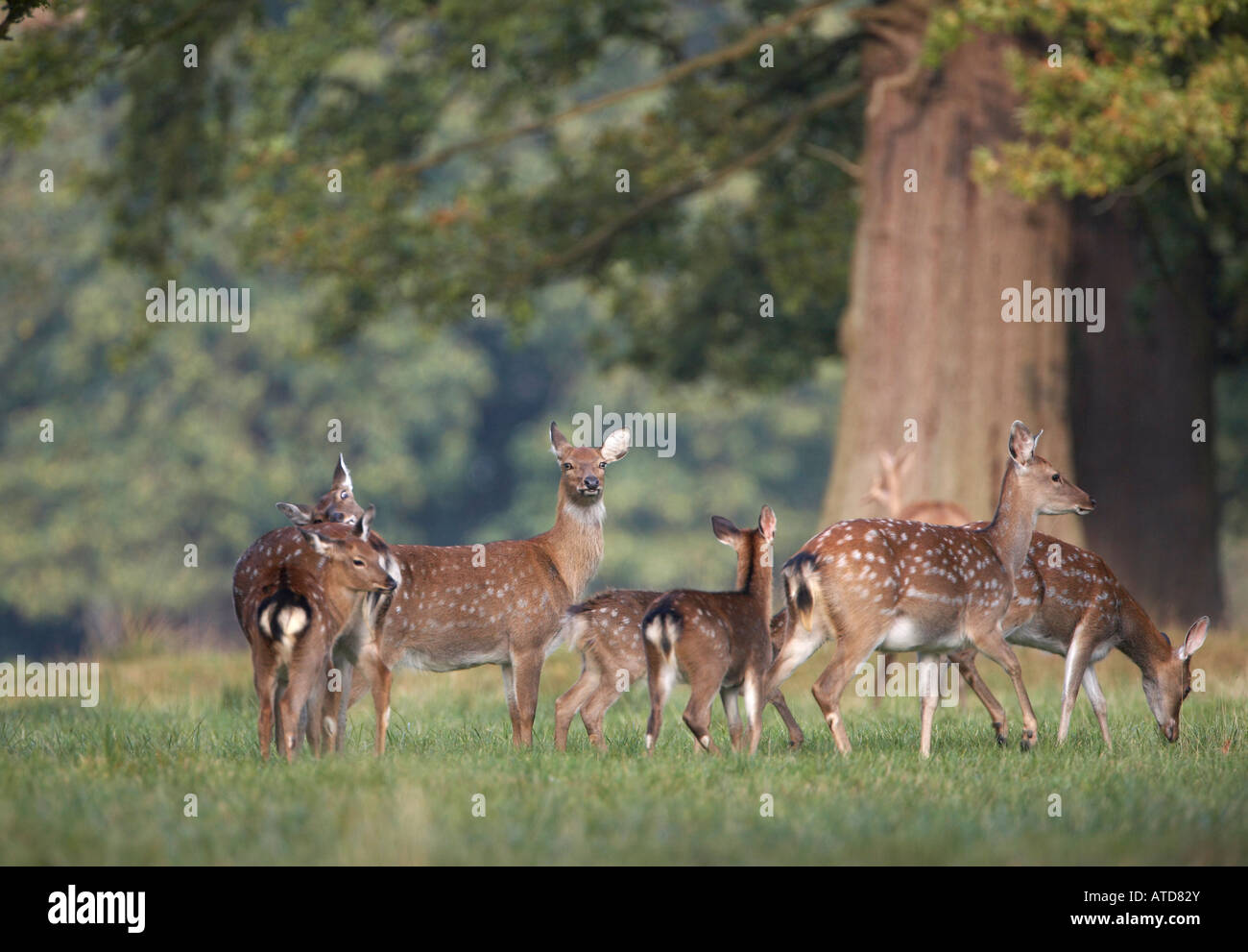 Red Deer Hinds (Cervus elaphus Stock Photo - Alamy
