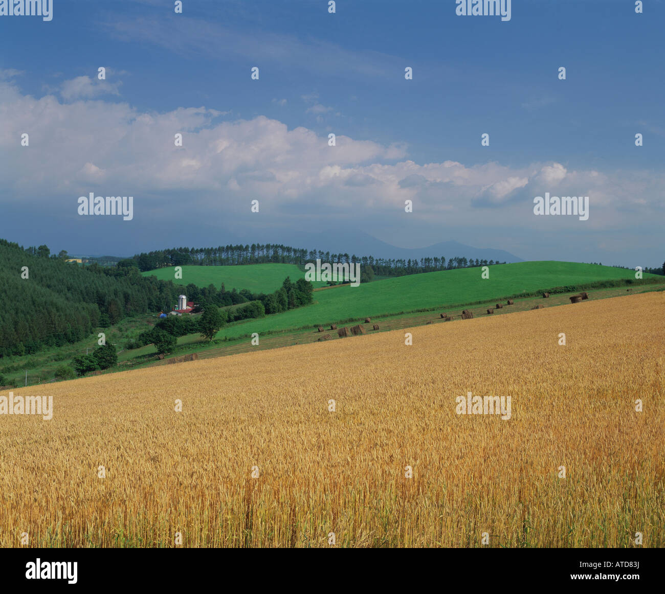 Wheat field, Hokkaido, Japan Stock Photo - Alamy