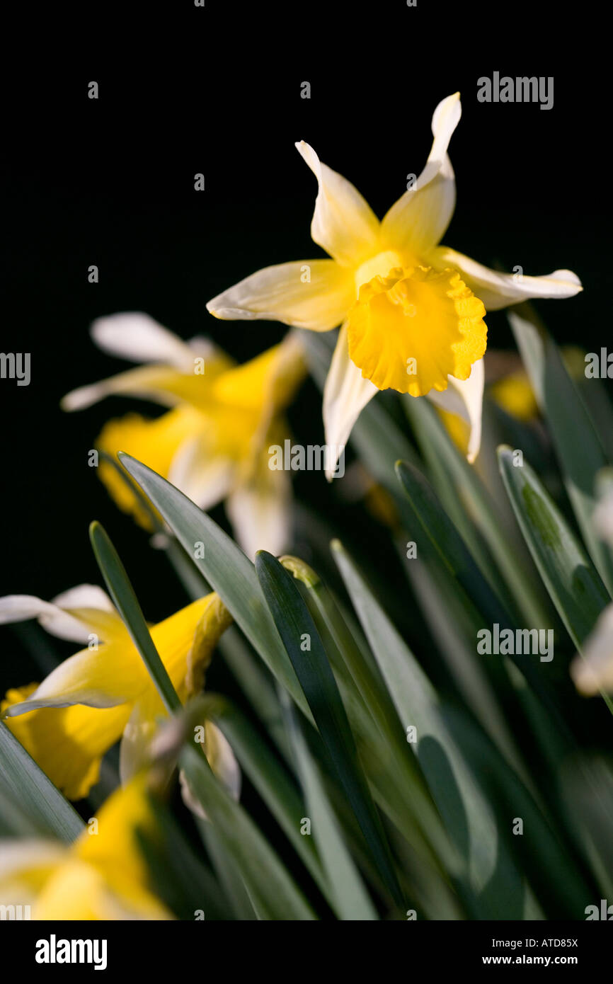 Daffodils flowering in early spring in UK Stock Photo - Alamy