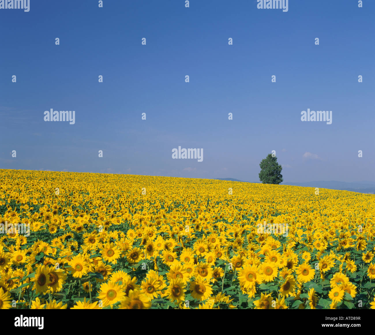 Sunflower field, Hokkaido, Japan Stock Photo - Alamy