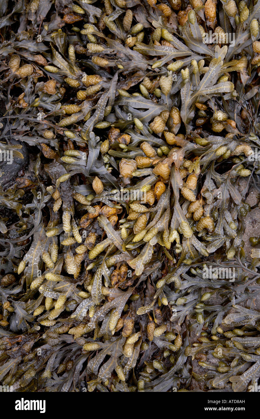 Small bladder wrack hi-res stock photography and images - Alamy