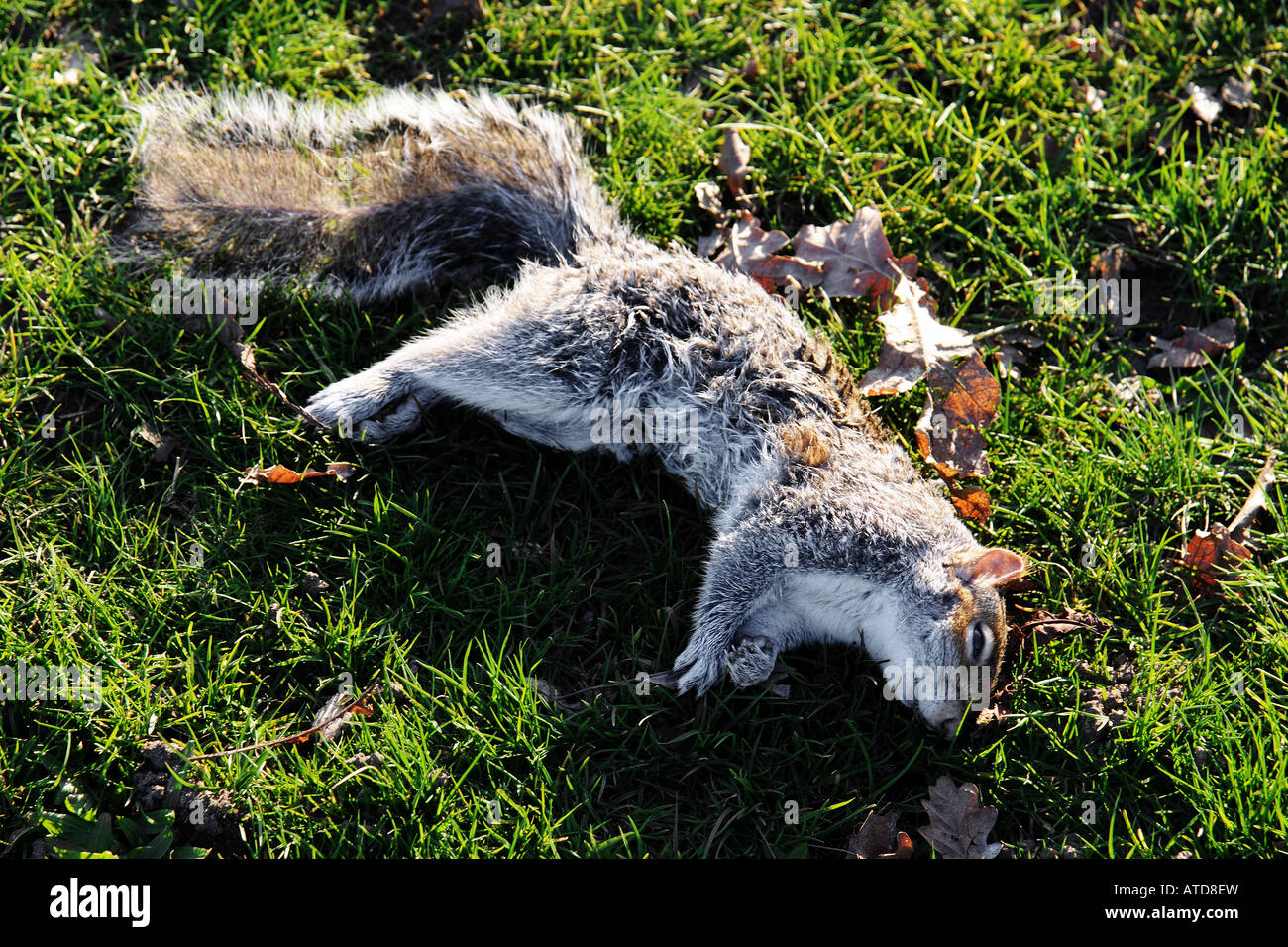 Dead squirrel grass hi-res stock photography and images - Alamy