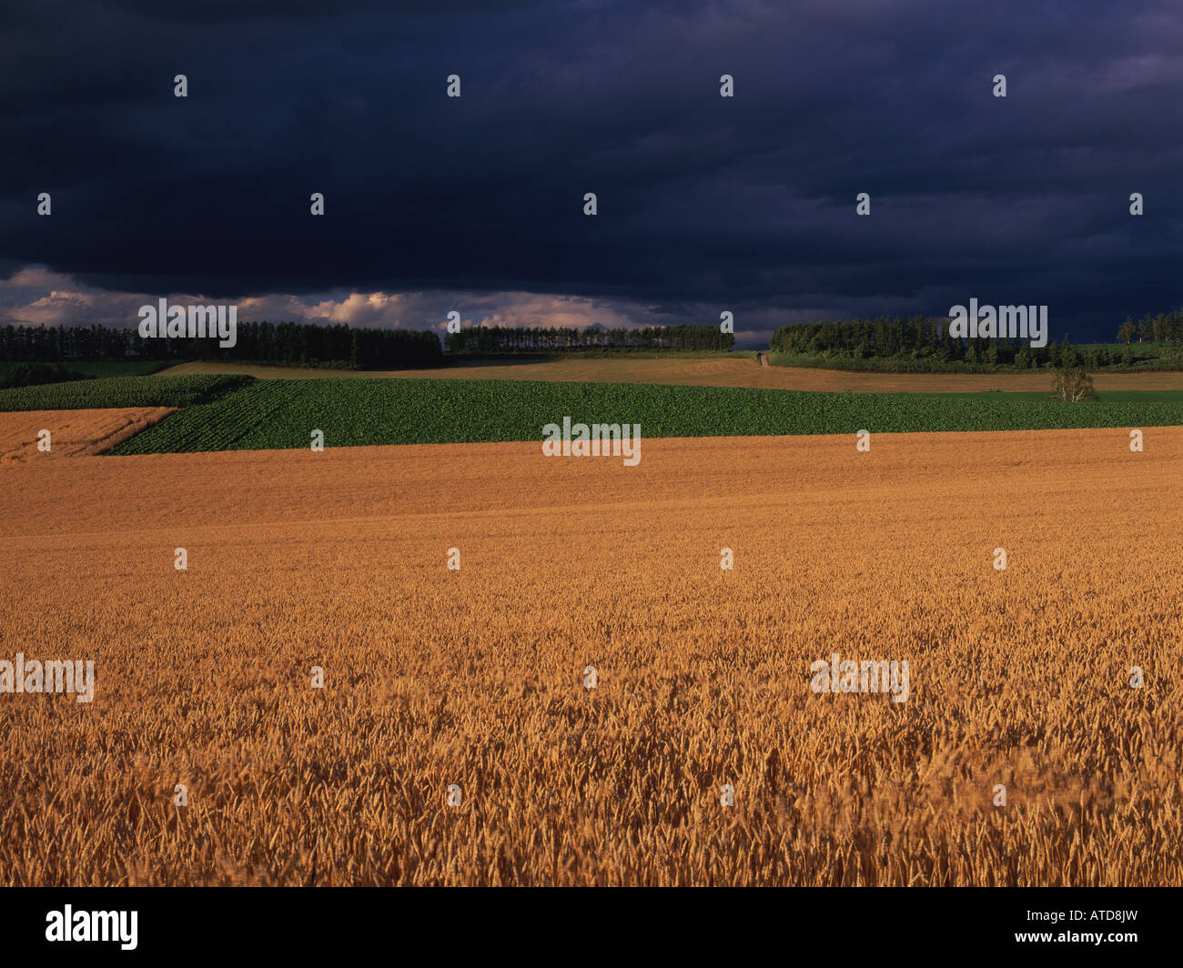 Wheat field, Hokkaido, Japan Stock Photo - Alamy