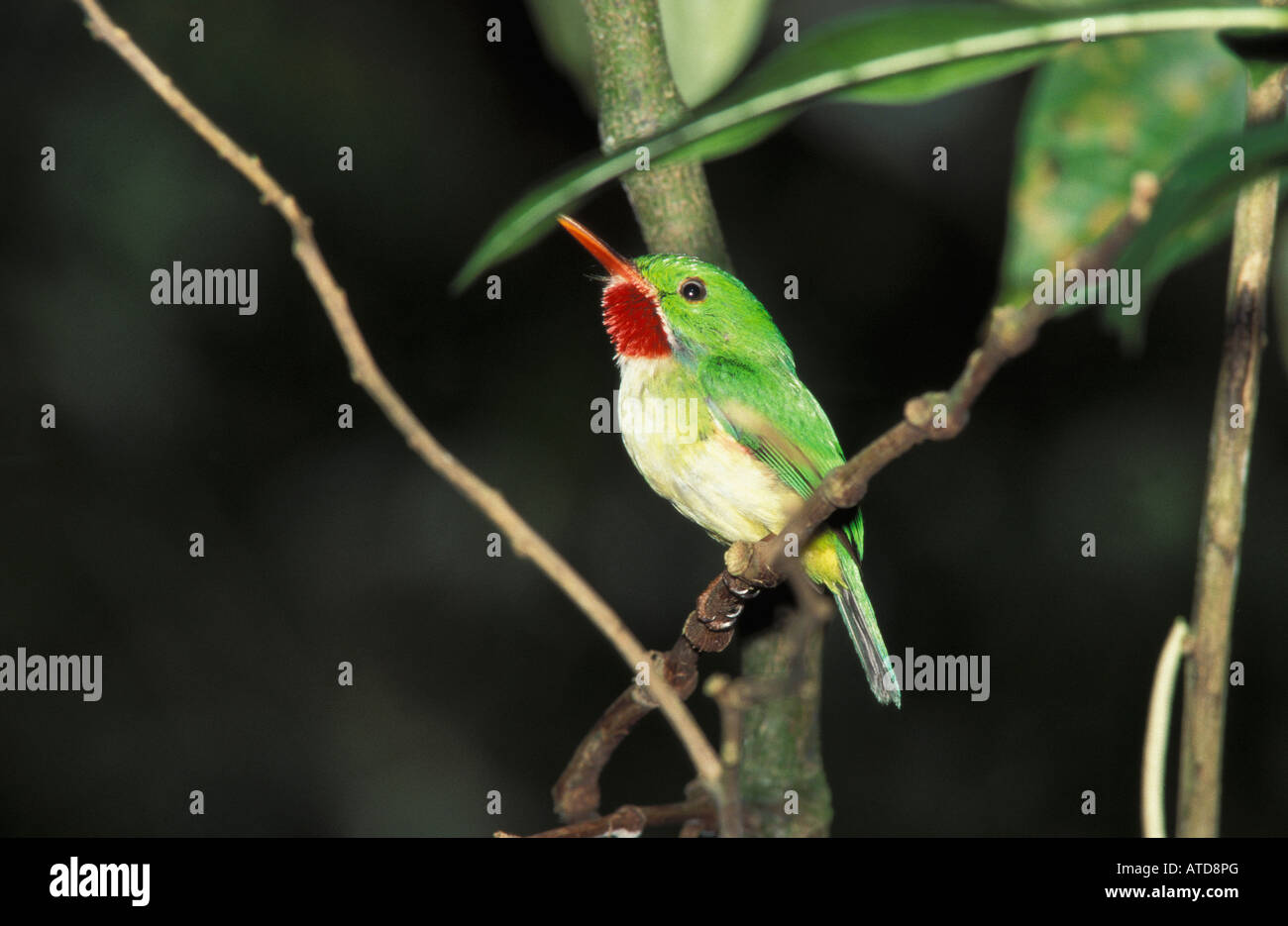 Jamaican tody hi-res stock photography and images - Alamy