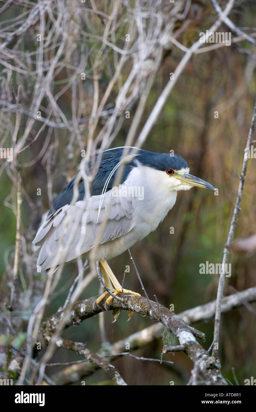 Black-crowned night-heron, Nycticorax nycticorax Audubon Corkscrew ...