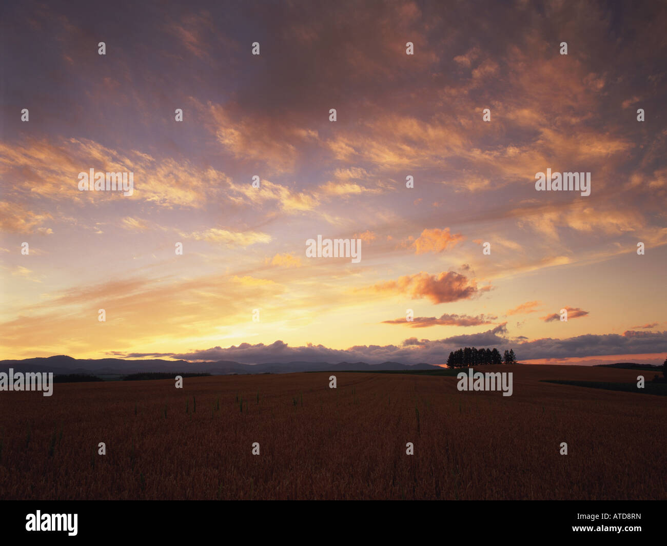 Wheat field, Hokkaido, Japan Stock Photo - Alamy