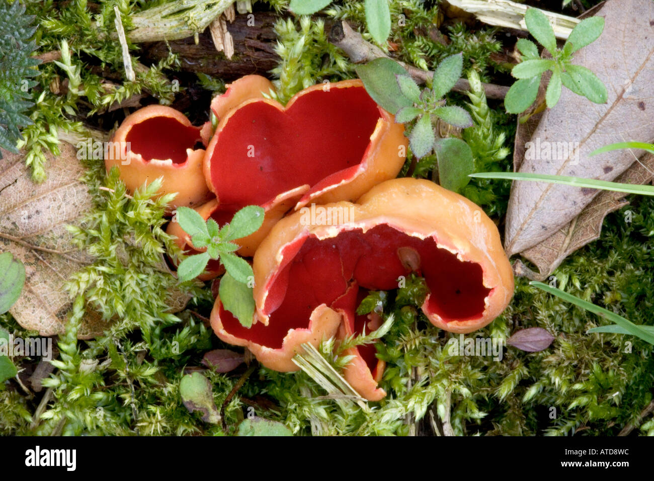 Scarlet Cup Fungus, Sarcoscypha coccinea Muensterland Germany ...