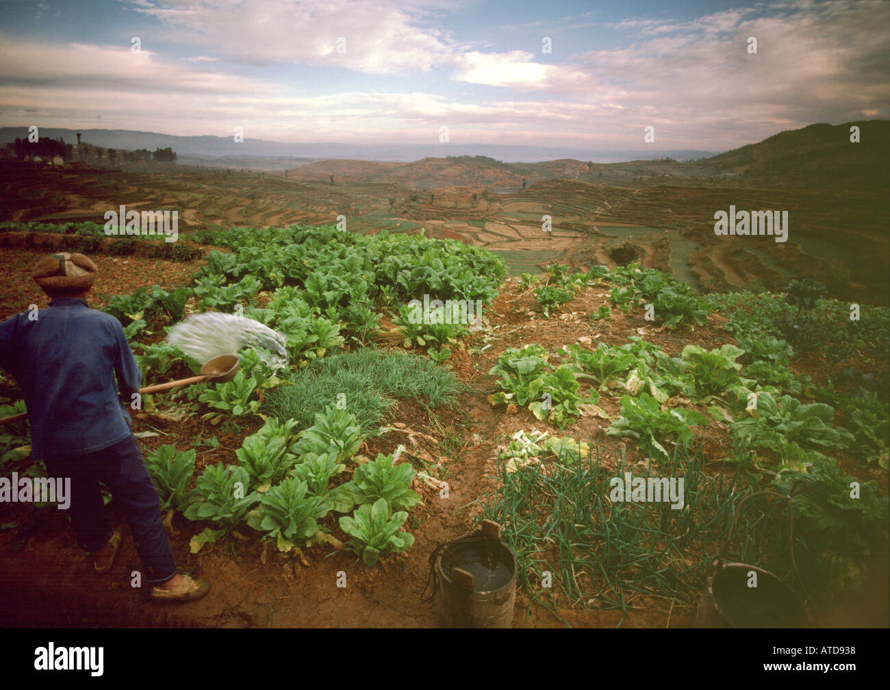 Chinese laborer waters terraced garden from buckets which he had to ...