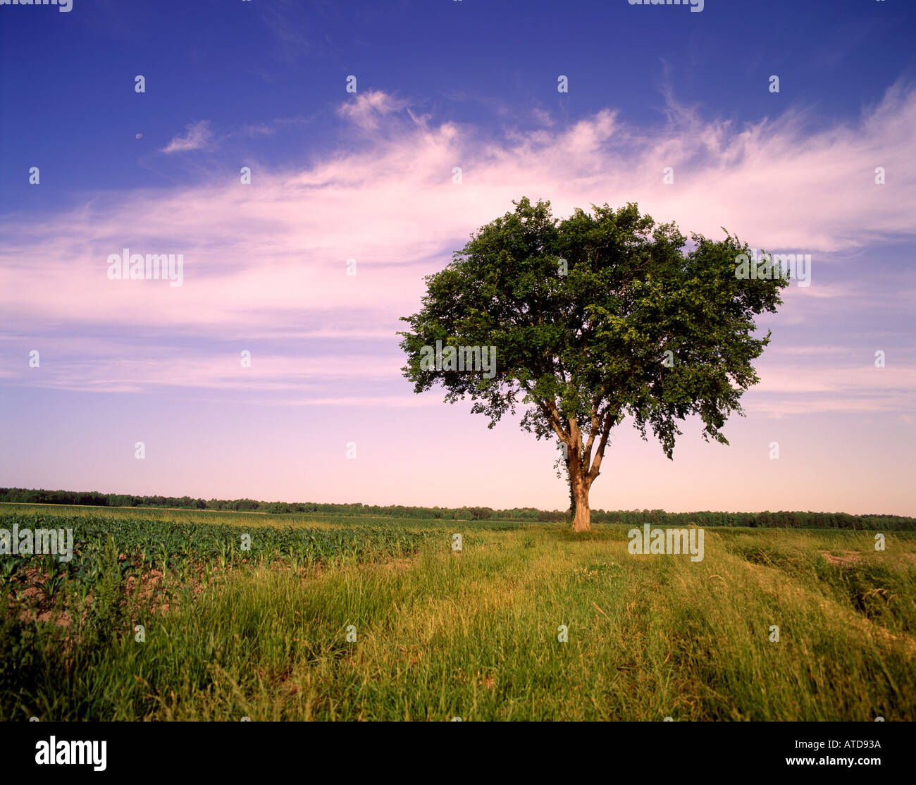 A lone oak tree sits in a pasture beneath a blue sky streaked with ...