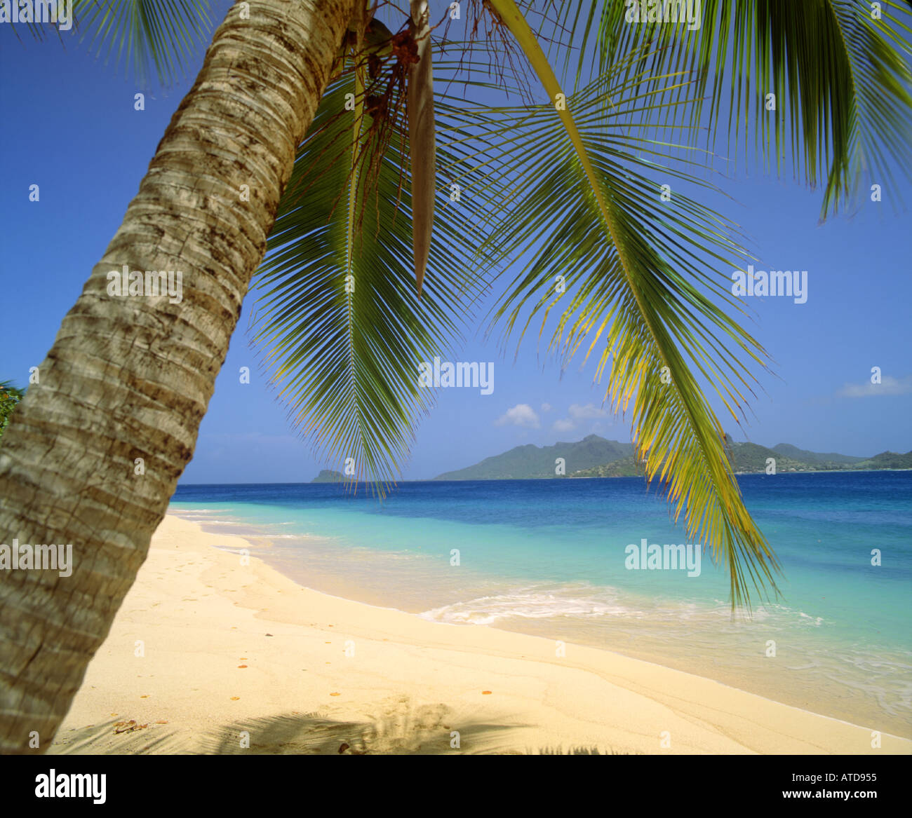 A palm tree leans toward the blue waters of the Caribbean surrounding ...