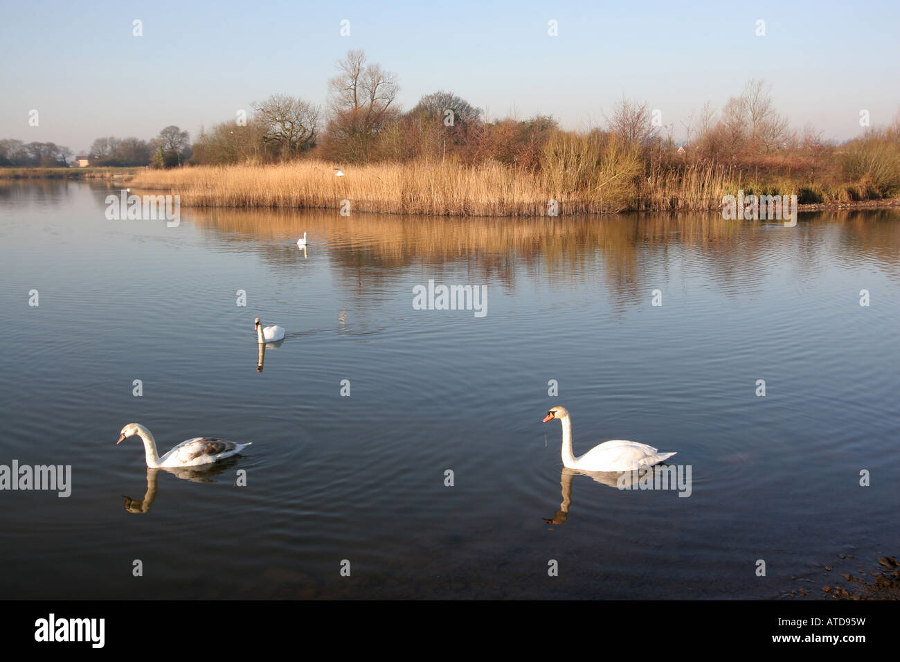 Swans Hendre Lake St Mellons Stock Photo - Alamy