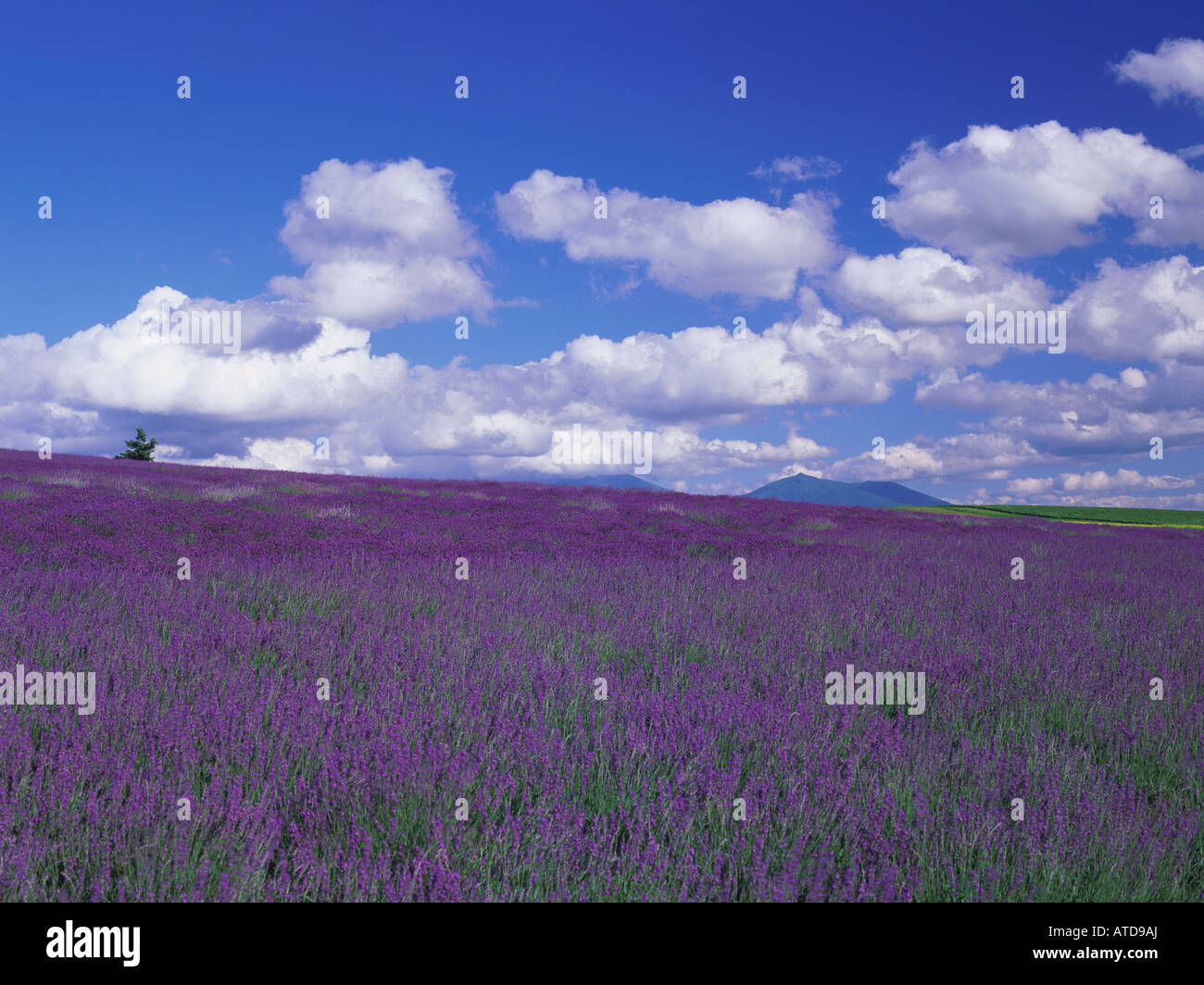 Lavender farm, Hokkaido, Japan Stock Photo - Alamy