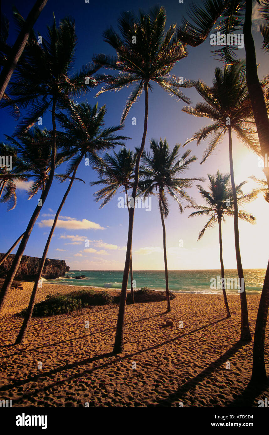 A grove of palm trees stands on the beach of Bottom Bay on the ...