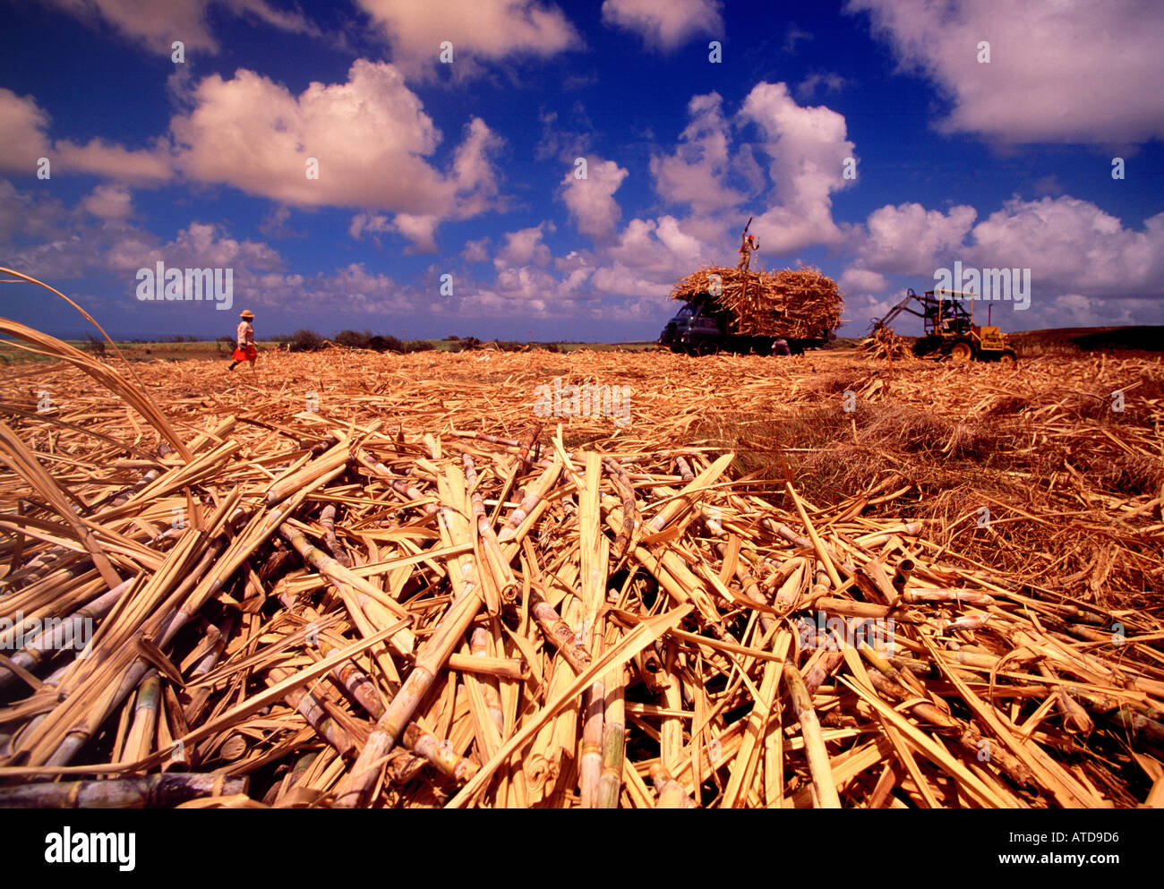 Barbados sugar cane hi-res stock photography and images - Alamy