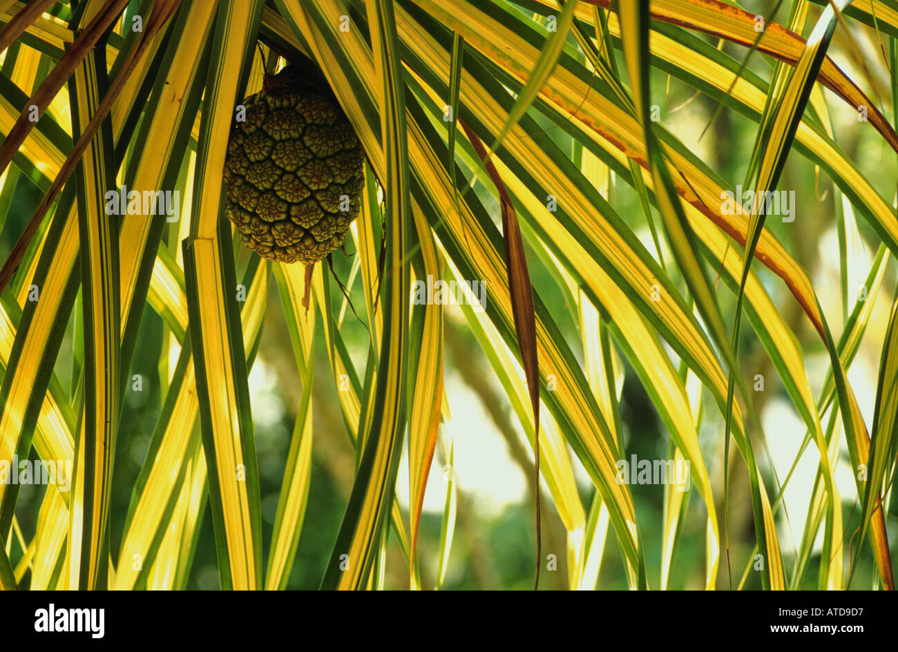 Pandanaceae plant Southeast Asia Stock Photo - Alamy