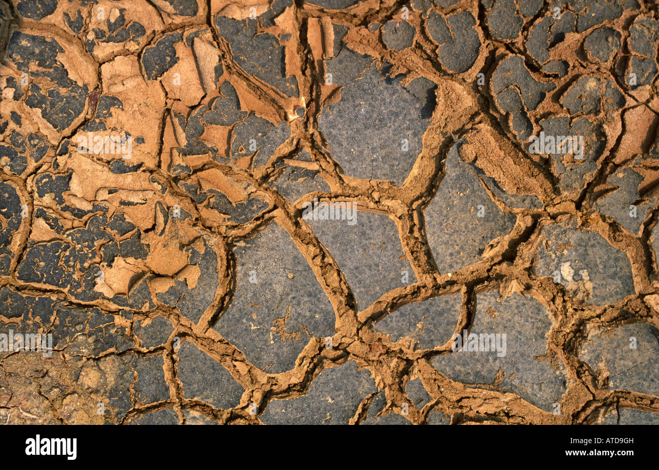 Dried up pool in drought showing mud drying out and peeling Stock Photo ...