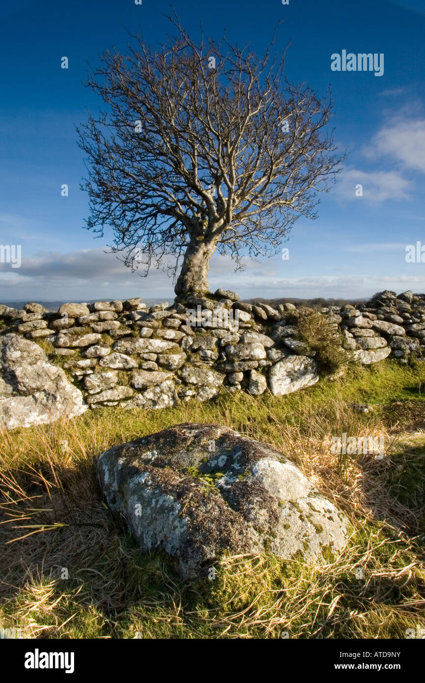 Scorhill Lone Tree Stock Photo - Alamy