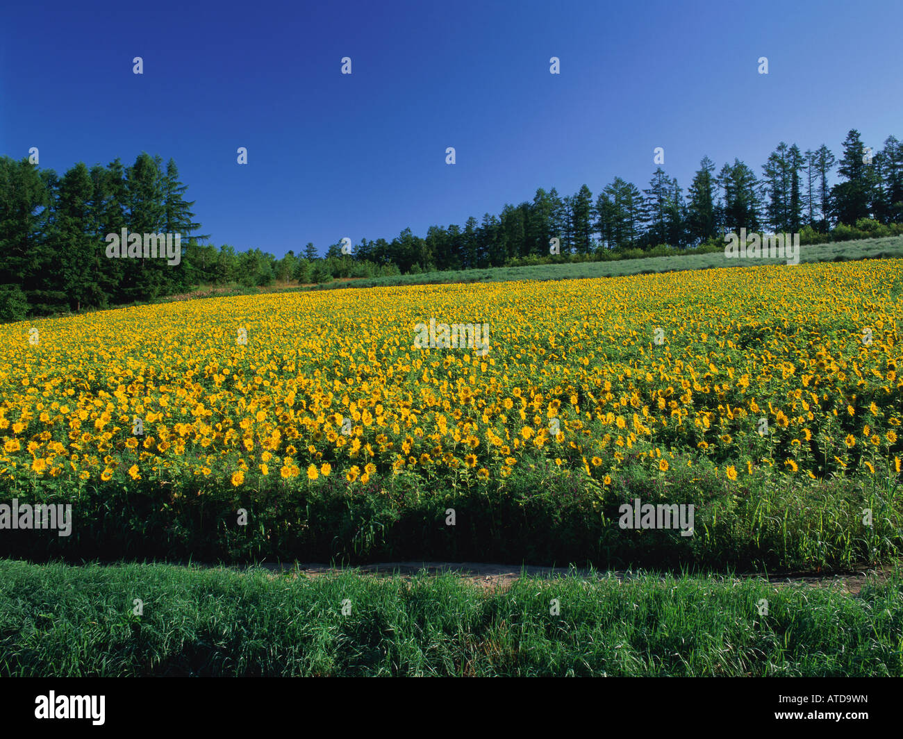 Sunflower field, Hokkaido, Japan Stock Photo - Alamy