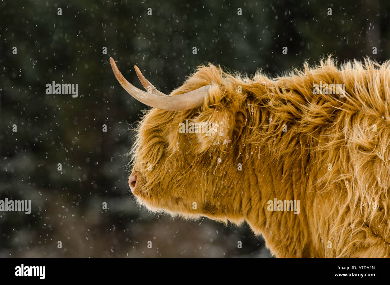 Highland cow in snow hi-res stock photography and images - Alamy