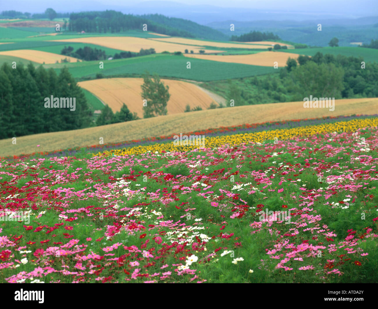 Flower farm and wheat field, Hokkaido, Japan Stock Photo - Alamy