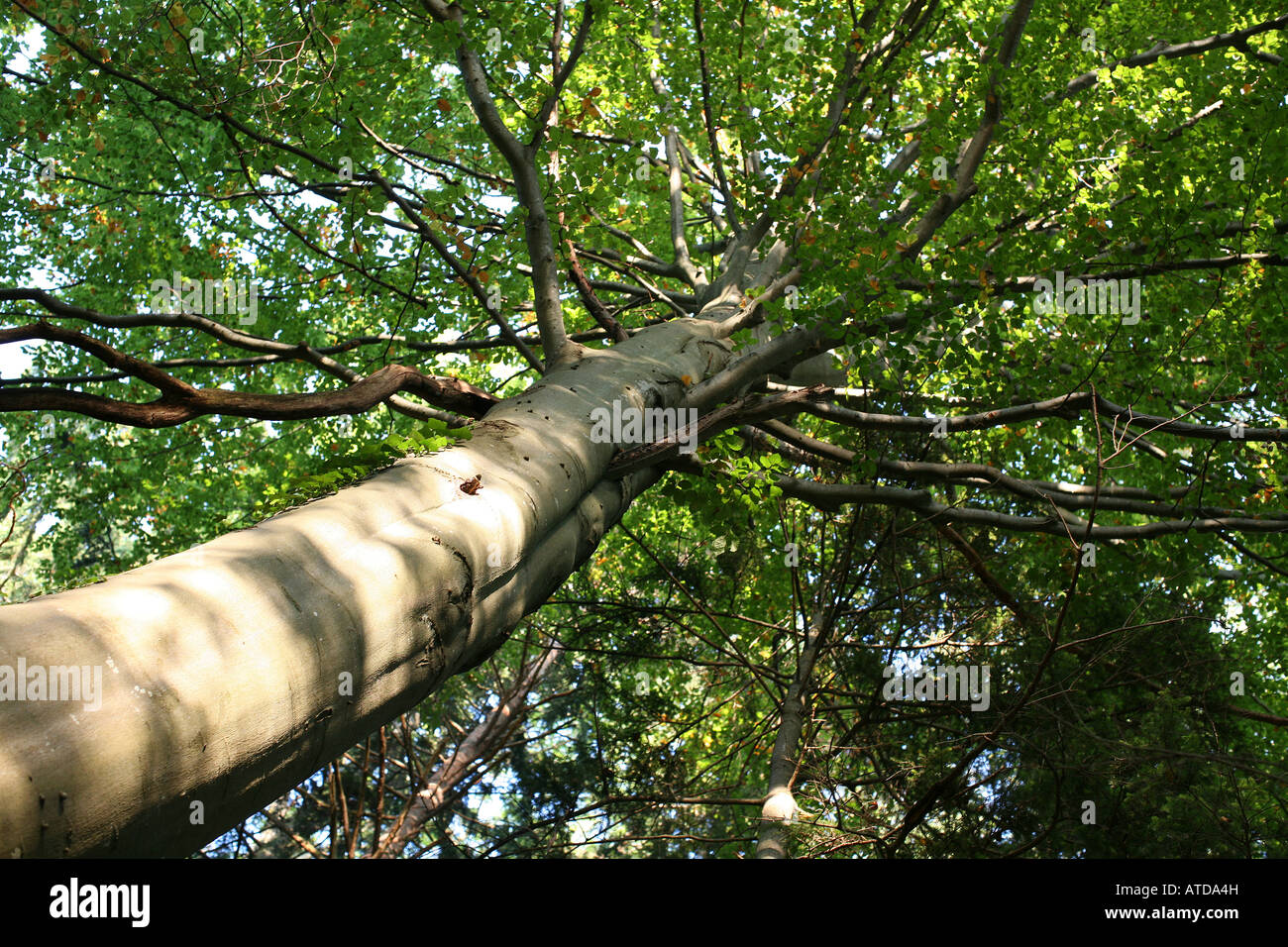 Trunk and branches of a deciduous tree Stock Photo - Alamy