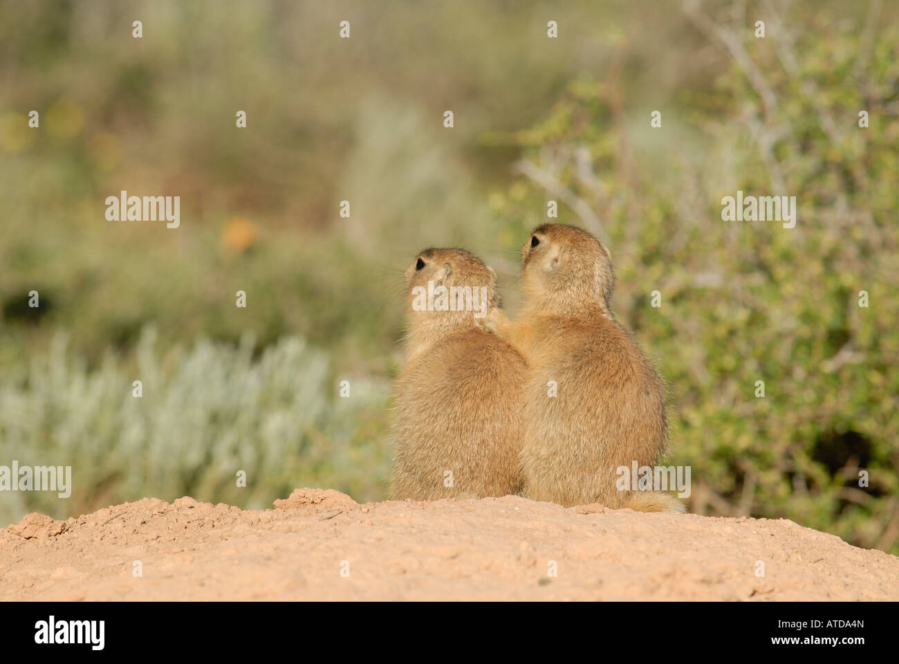 Two prairie dog species hi-res stock photography and images - Alamy