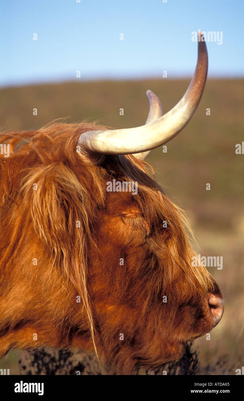 Highland cow horns hillside hi-res stock photography and images - Alamy