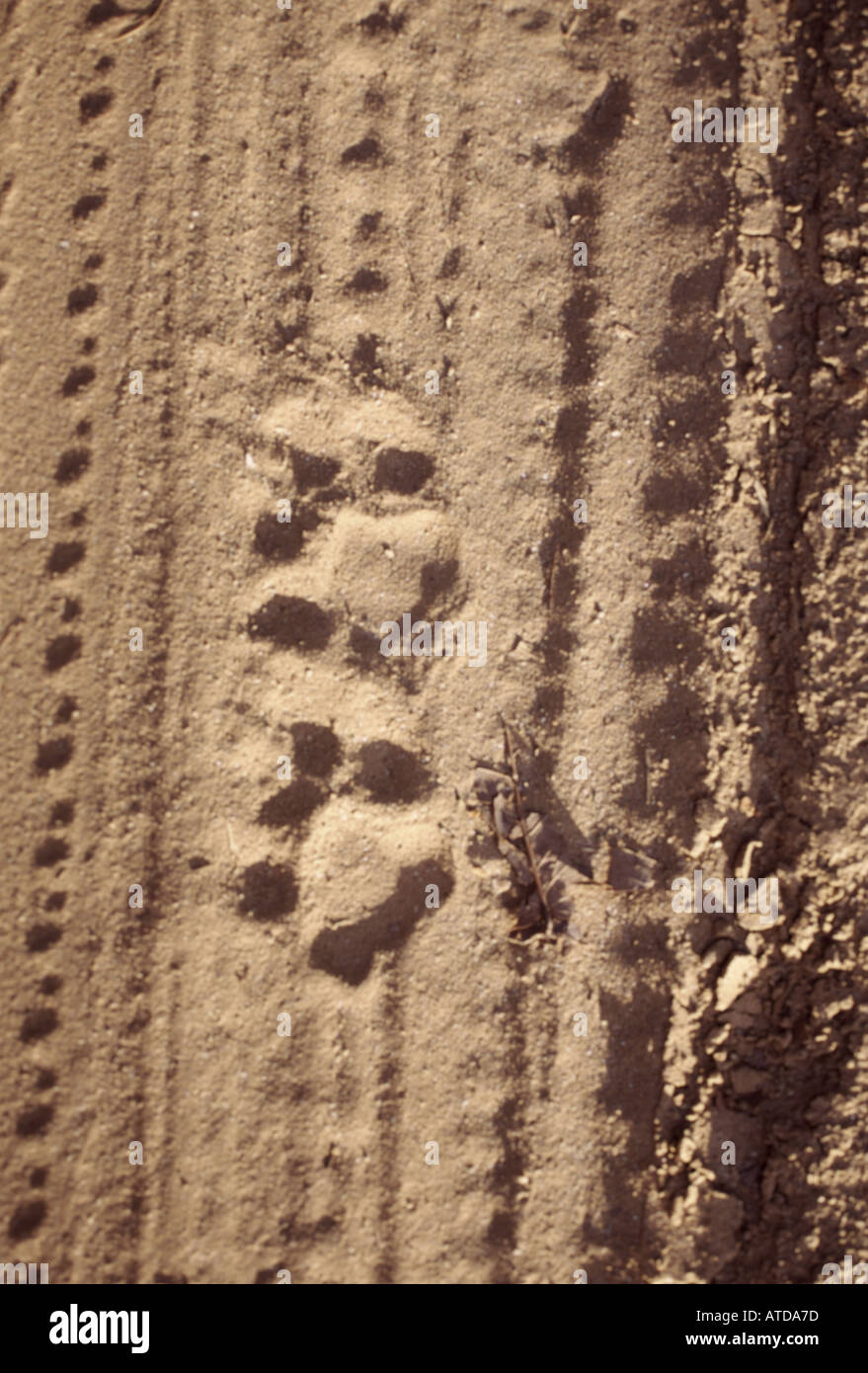 Tiger tracks or pugmarks in Kanha National Park Madhya Pradesh India ...