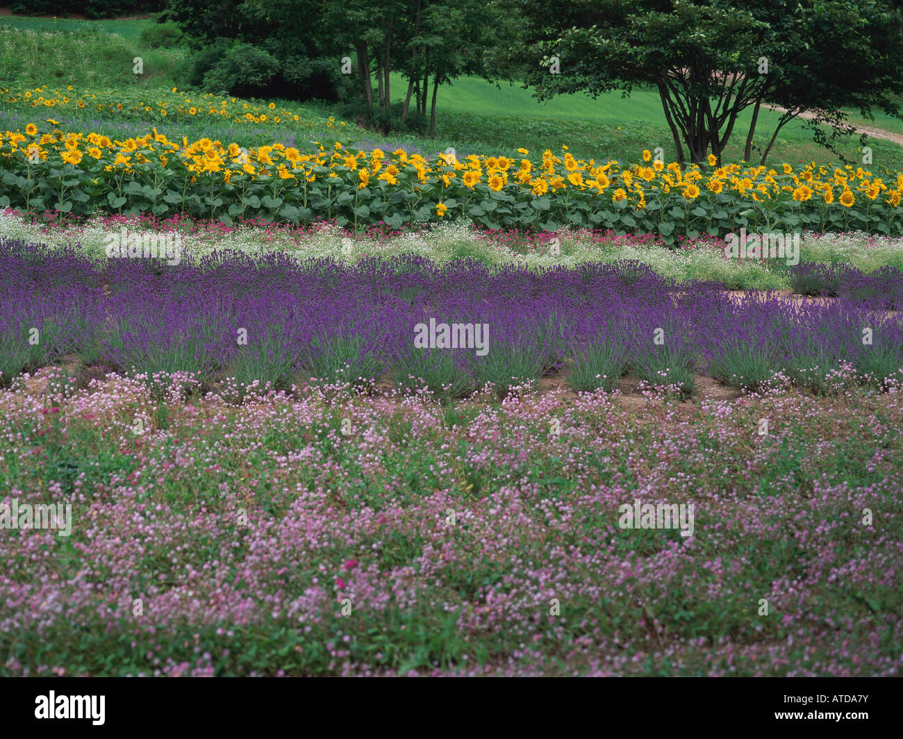 Flower farm, Hokkaido, Japan Stock Photo - Alamy