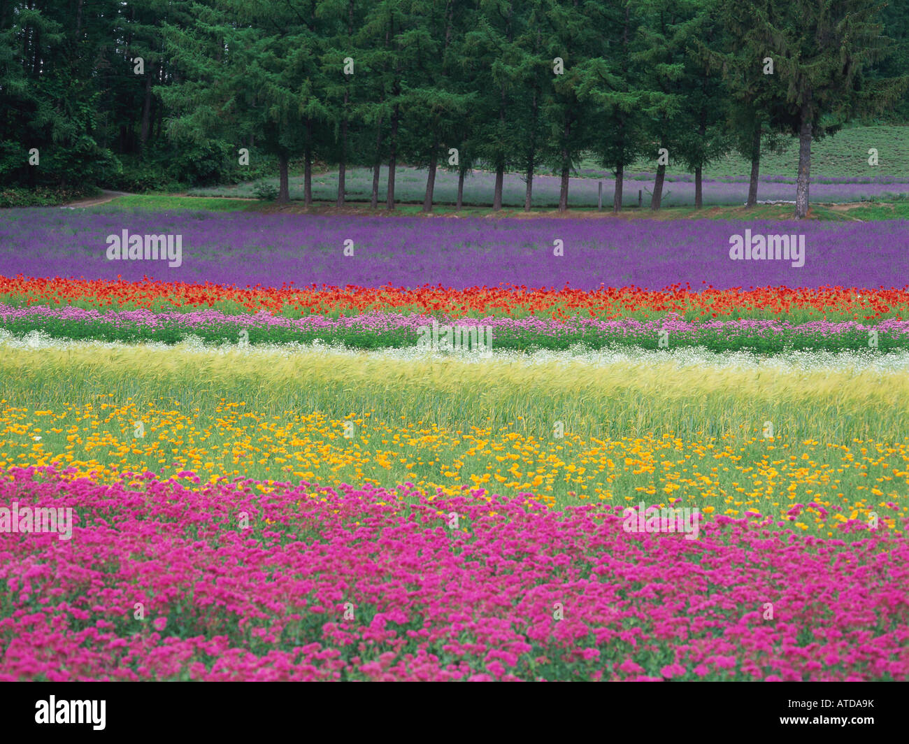 Flower farm, Hokkaido, Japan Stock Photo - Alamy