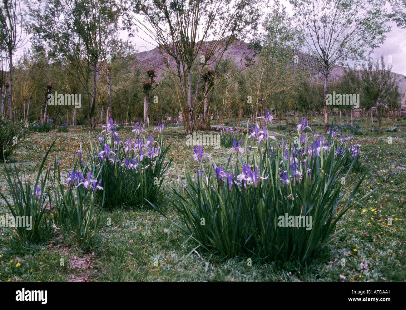 Wild irises growing in a field in Ladakh India Stock Photo - Alamy
