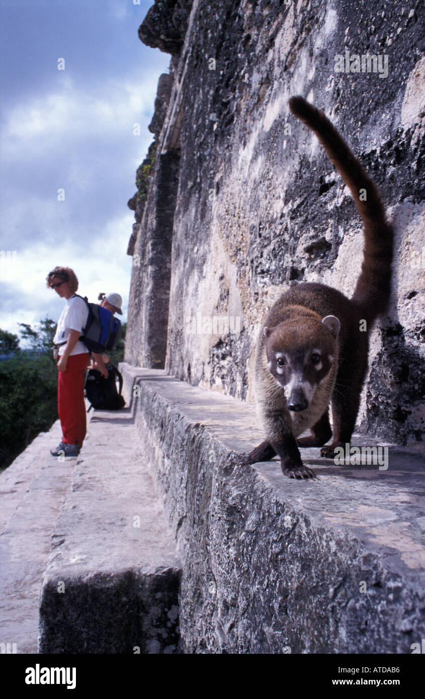 A wild pizote scavenging for food Tourists atop Temple IV Tikal Peten ...