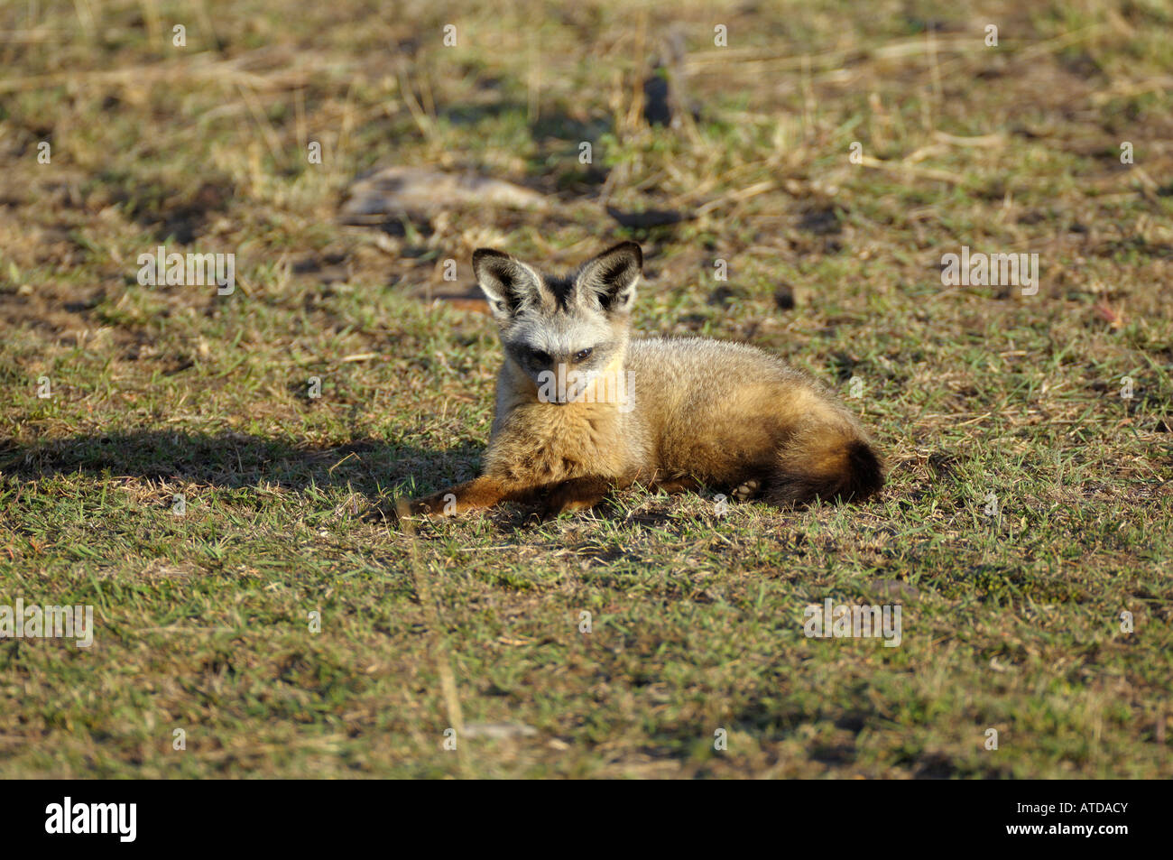The fox family hi-res stock photography and images - Alamy