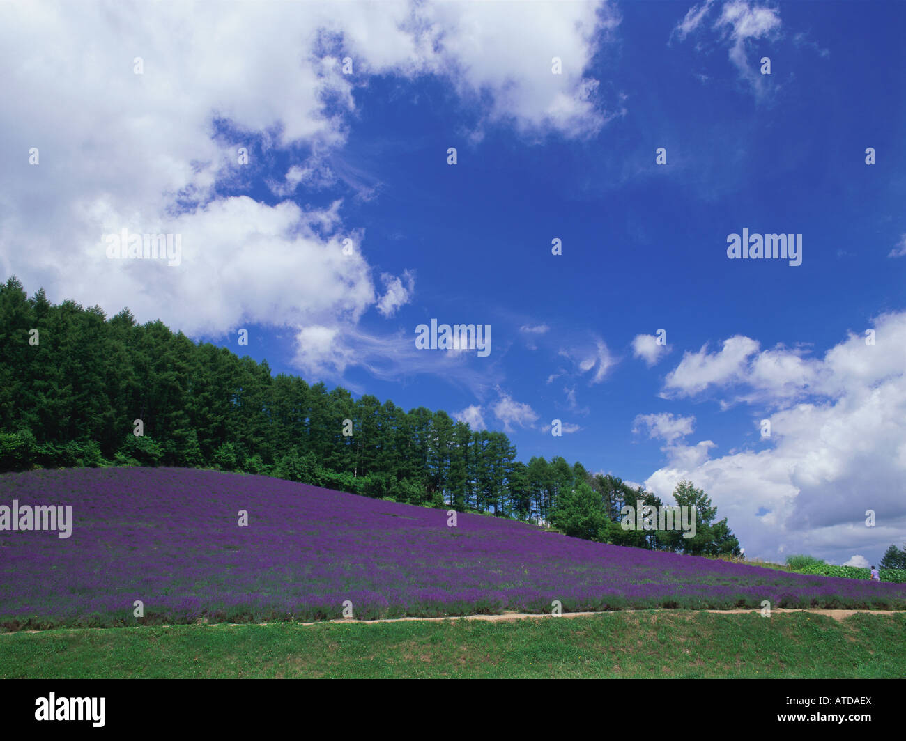 Lavender farm, Hokkaido, Japan Stock Photo - Alamy