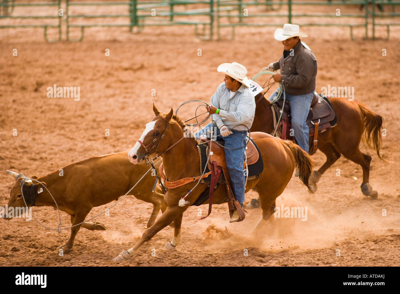 riders compete in the Team Steer Roping event All Indian Rodeo Gallup ...
