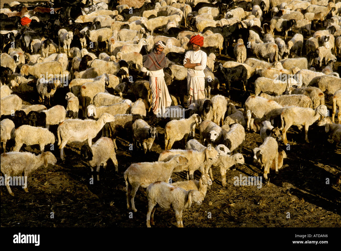 Indian shepherd herd sheeps hi-res stock photography and images - Alamy