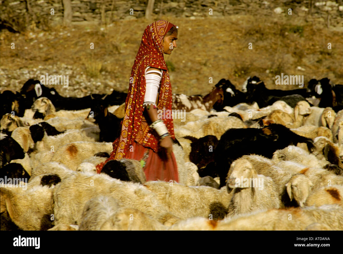 Marwa nomad woman between a shepherd, Rajasthan, India Stock Photo - Alamy