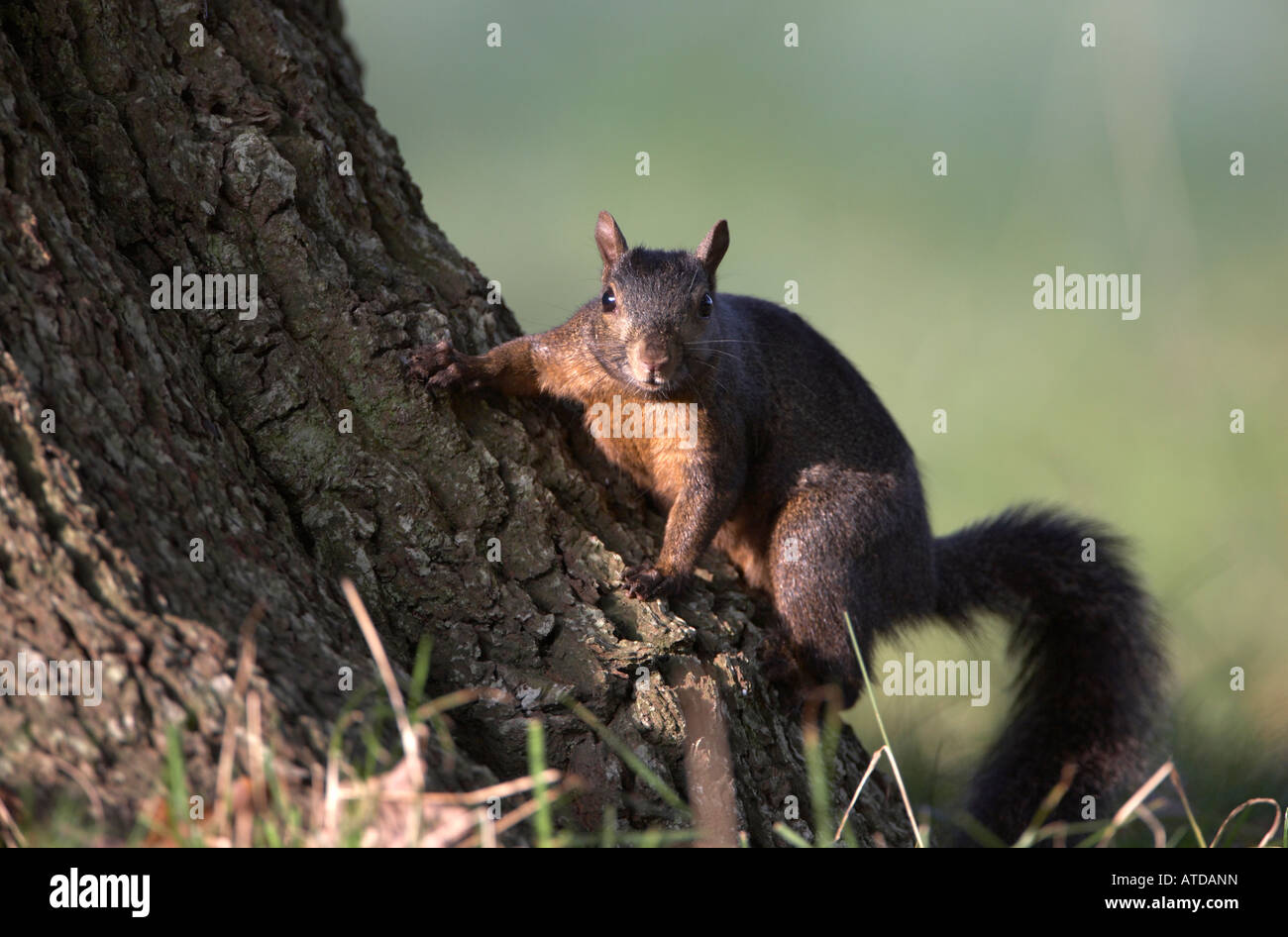 Black Squirrel (Sciurus carolinensis) - a melanistic grey squirrel ...