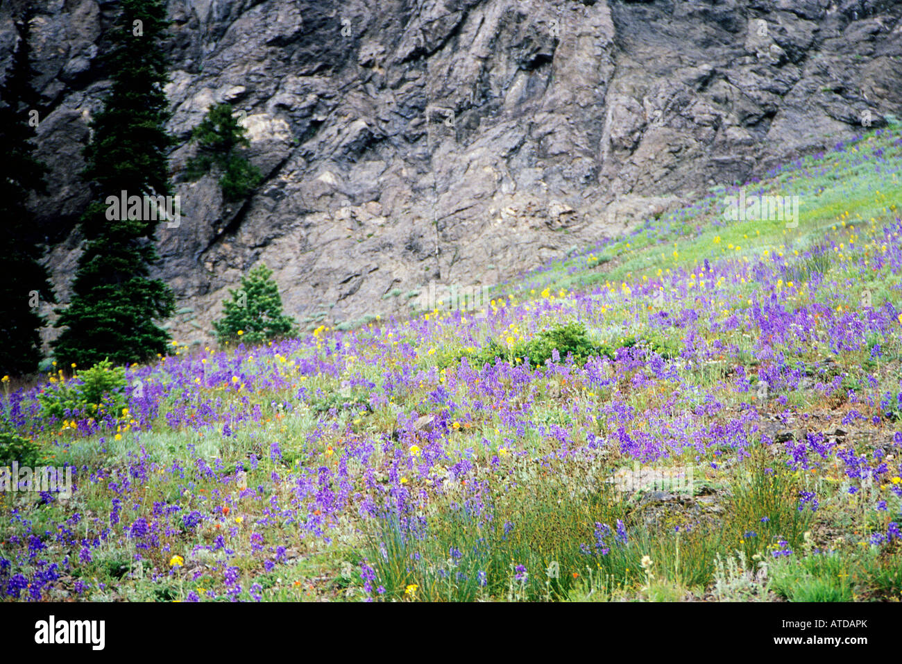 Wildflowers in meadow, Olympic National Park, Washington State Stock ...