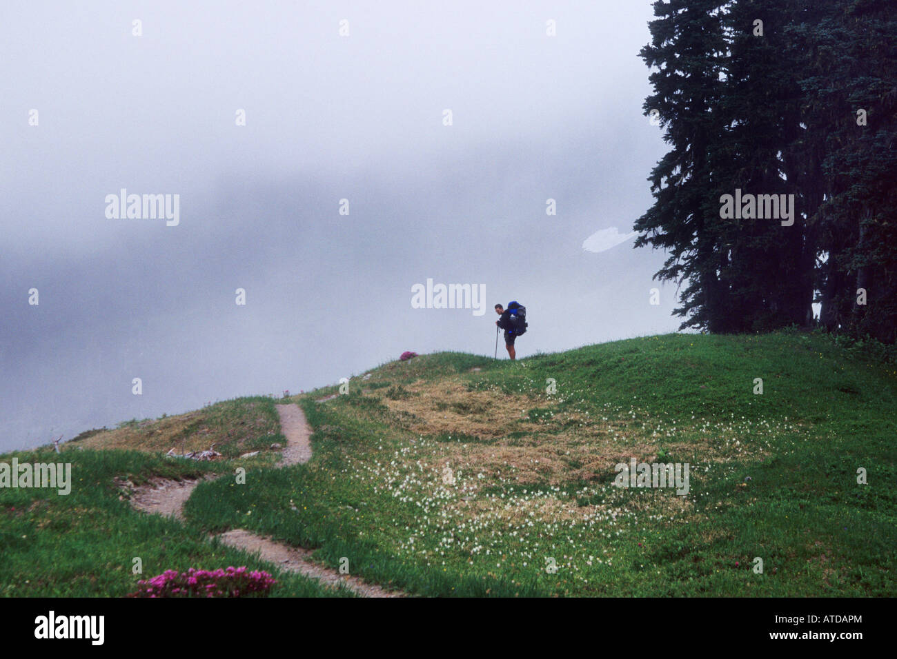 Hiker on High Divide Trail, Olympic National Park, Washington Stock ...