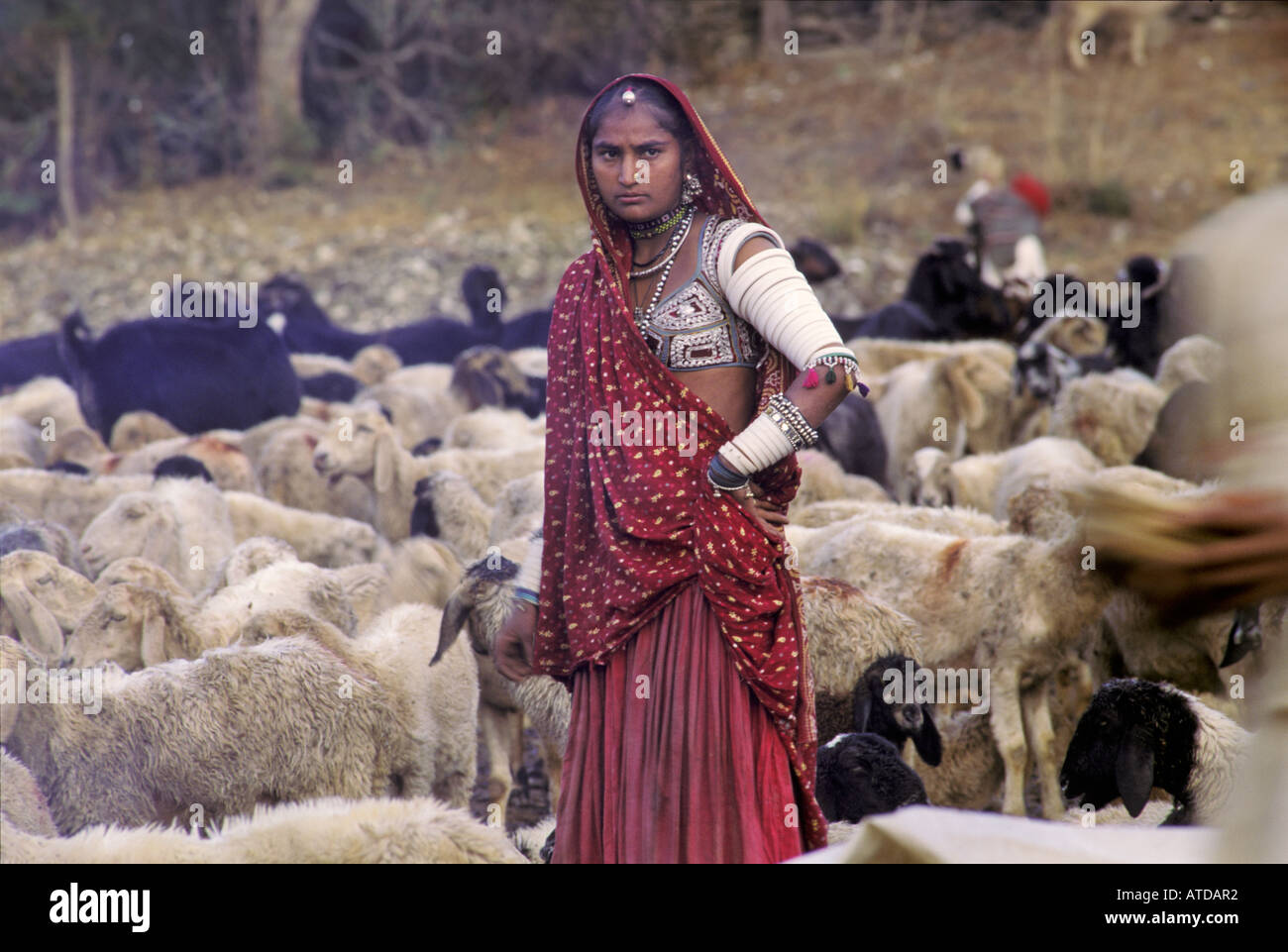 Marwa nomad woman between a shepherd, Rajasthan, India Stock Photo - Alamy