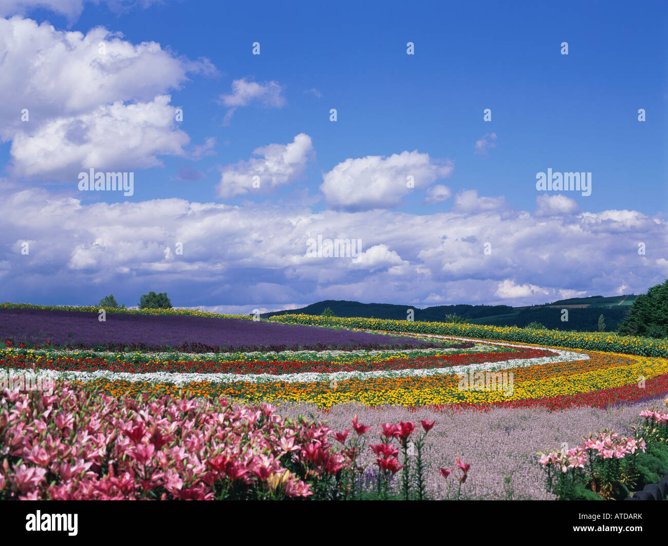 Flower farm, Hokkaido, Japan Stock Photo - Alamy